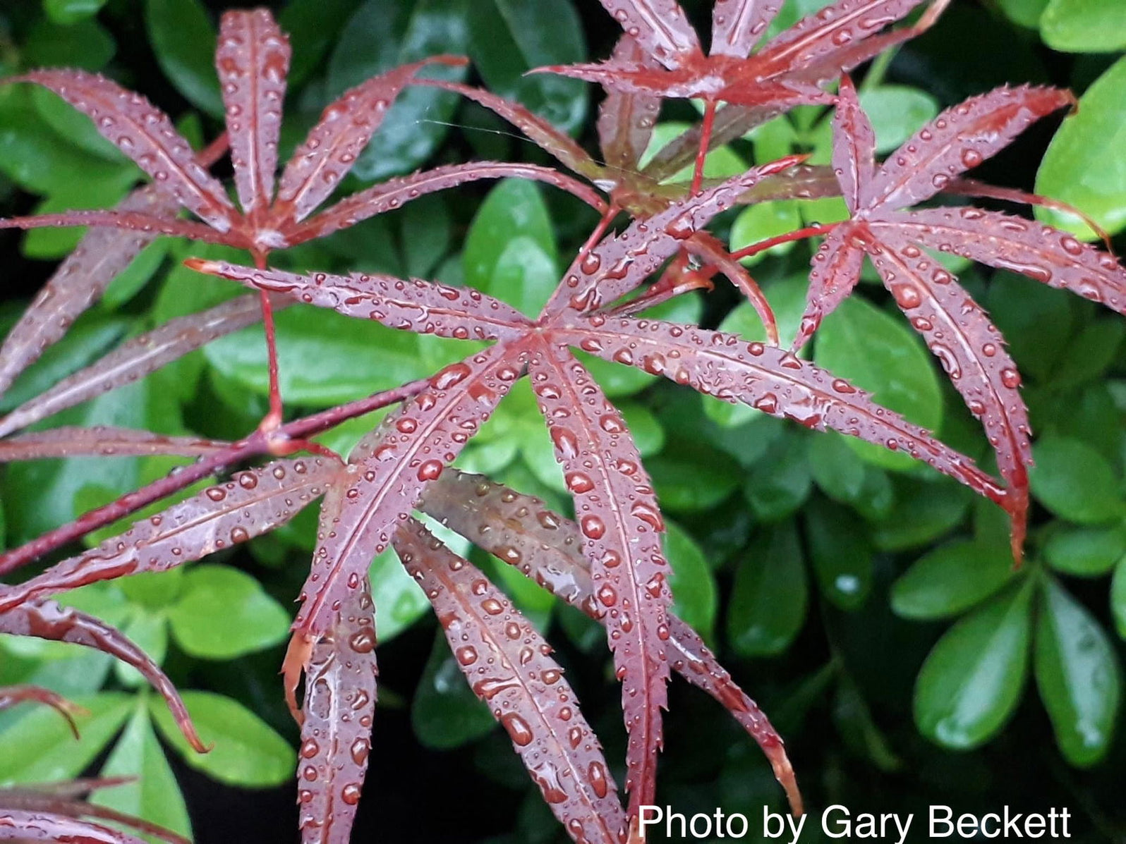Buy Acer palmatum Beni otake Red Bamboo Japanese Maple — Mr Maple │ Buy Japanese Maple Trees
