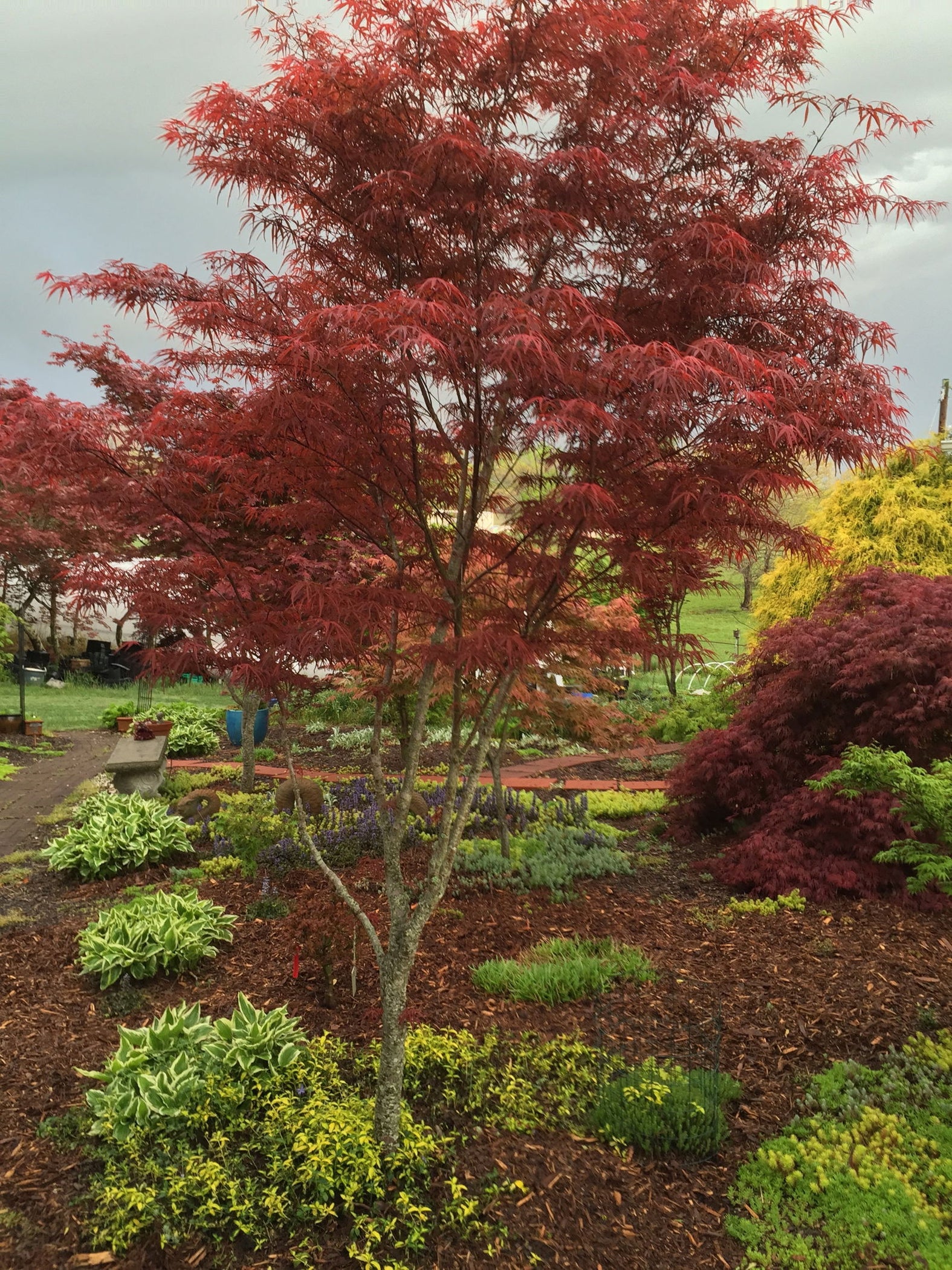 Buy Acer palmatum Beni otake Red Bamboo Japanese Maple — Mr Maple │ Buy ...