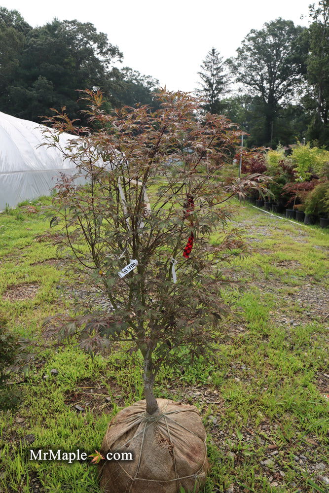 Buy Acer palmatum 'Beni shi en' Purple Smoke Japanese Maple — Mr Maple ...