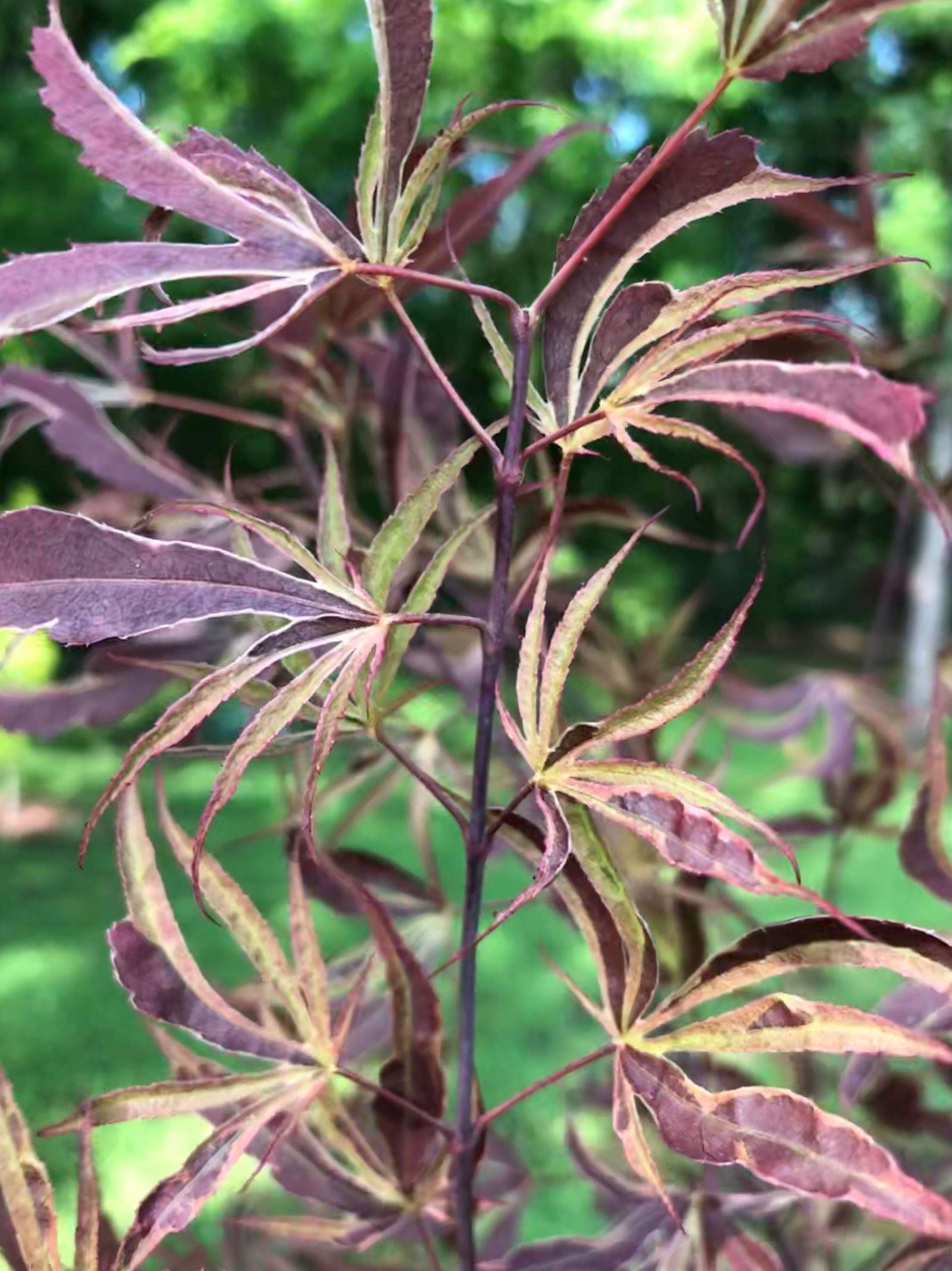 Buy Acer palmatum 'Beni shi en' Purple Smoke Japanese Maple — Mr Maple ...