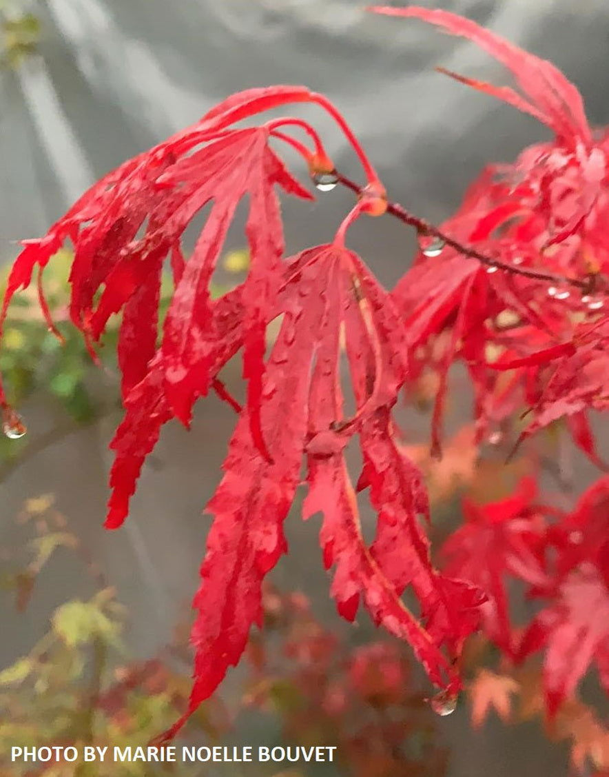 Buy Acer palmatum 'Beni shi en' Purple Smoke Japanese Maple — Mr Maple ...
