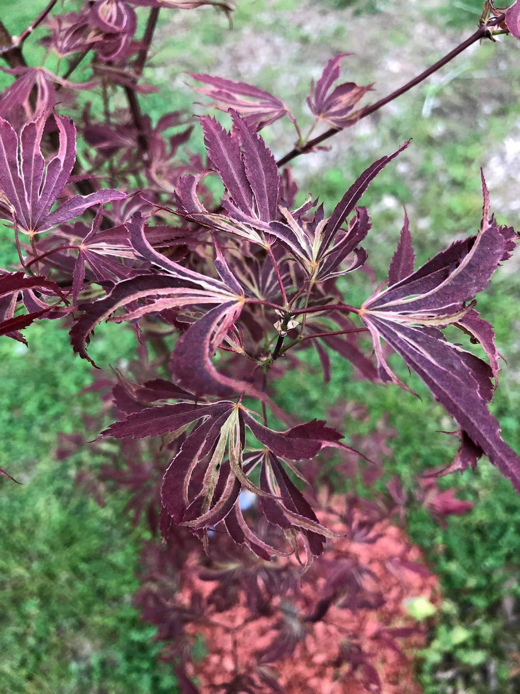 Buy Acer palmatum 'Beni shi en' Purple Smoke Japanese Maple — Mr Maple ...