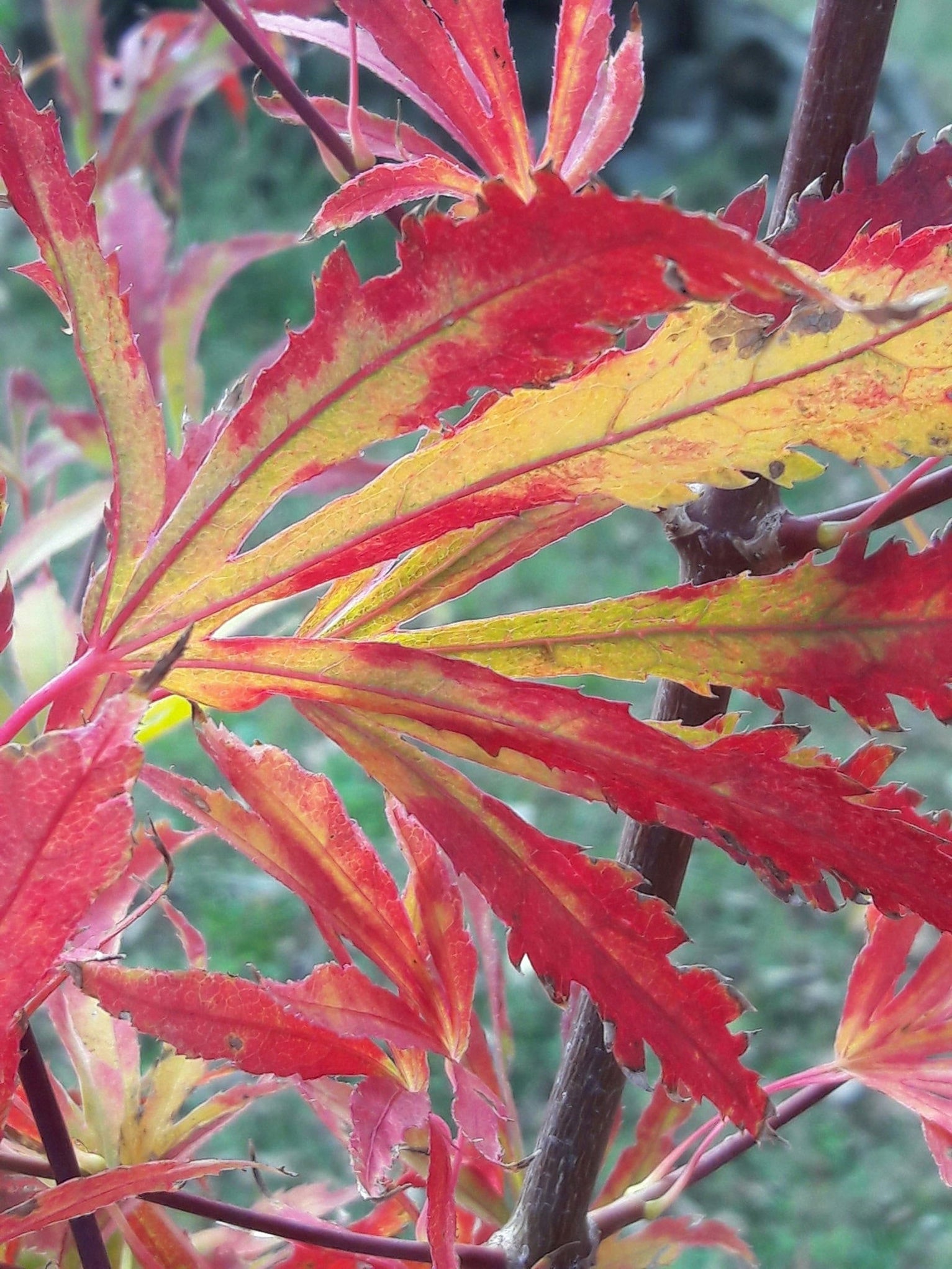 Buy Acer palmatum 'Beni shi en' Purple Smoke Japanese Maple — Mr Maple ...