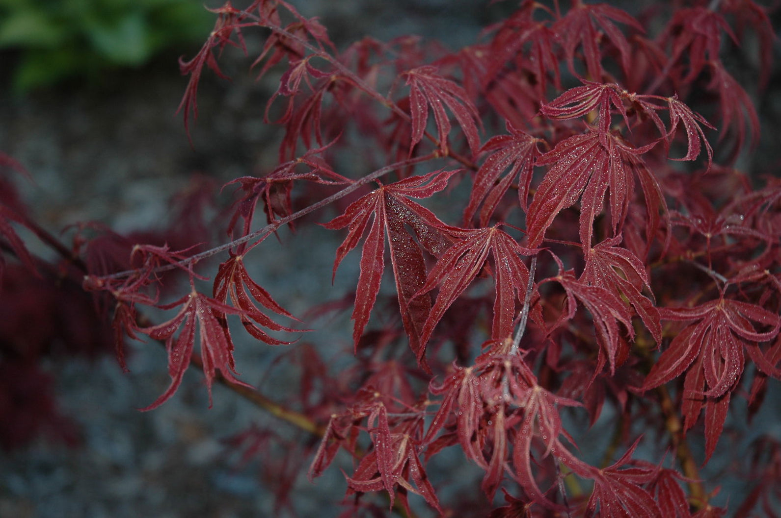 Buy Acer palmatum 'Beni shi en' Purple Smoke Japanese Maple — Mr Maple ...