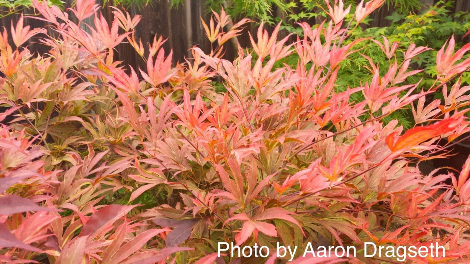 Buy Acer palmatum 'Beni shi en' Purple Smoke Japanese Maple — Mr Maple ...