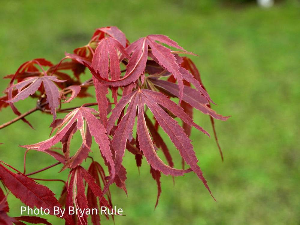 Buy Acer palmatum 'Beni shi en' Purple Smoke Japanese Maple — Mr Maple ...