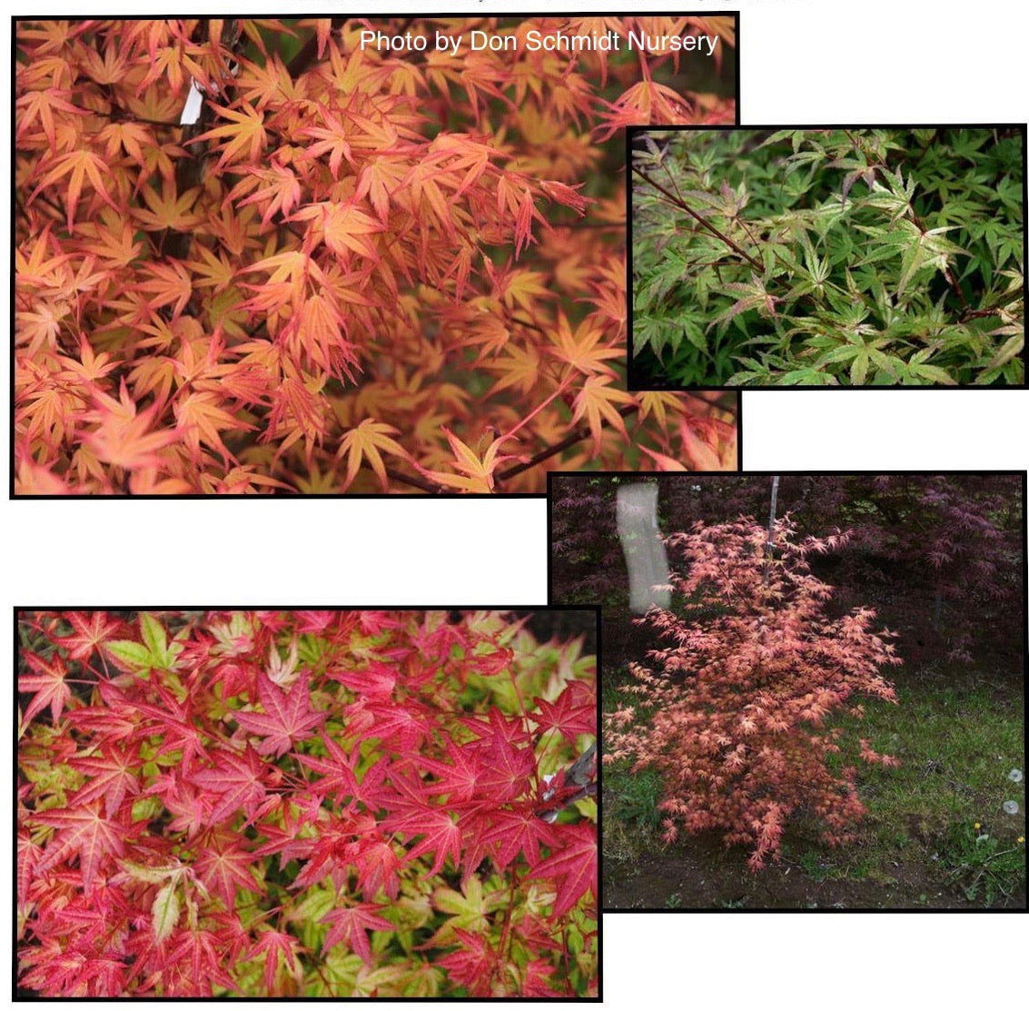 Buy Acer palmatum 'Coral Magic' Pink Japanese Maple — Mr Maple │ Buy ...