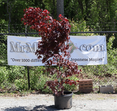 Buy Acer palmatum 'Fireglow' Japanese Maple — Mr Maple │ Buy Japanese ...