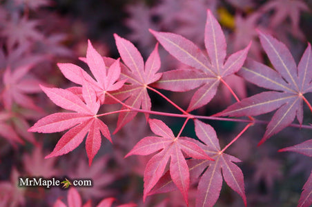Buy Acer palmatum 'Fireglow' Japanese Maple — Mr Maple │ Buy Japanese ...