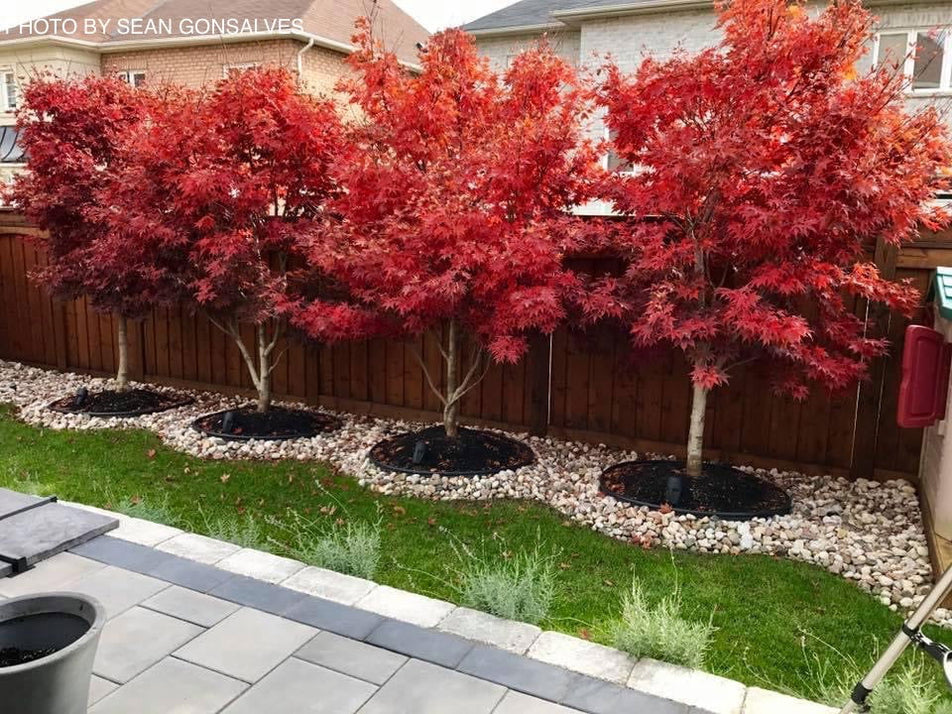Buy Acer palmatum 'Fireglow' Japanese Maple — Mr Maple │ Buy Japanese ...