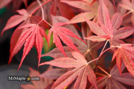 Buy Acer palmatum 'Fireglow' Japanese Maple — Mr Maple │ Buy Japanese ...