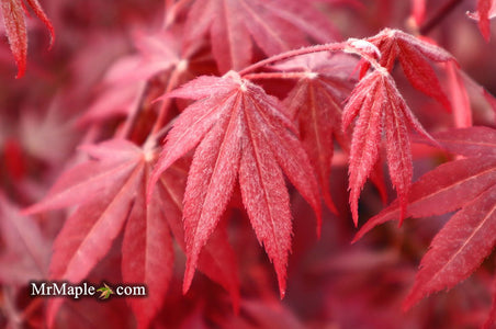 Buy Acer palmatum 'Fireglow' Japanese Maple — Mr Maple │ Buy Japanese ...