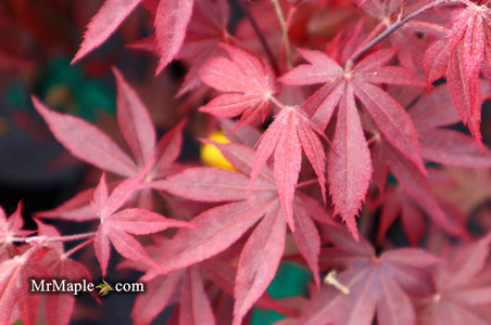 Buy Acer palmatum 'Fireglow' Japanese Maple — Mr Maple │ Buy Japanese ...