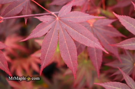 Buy Acer palmatum 'Fireglow' Japanese Maple — Mr Maple │ Buy Japanese ...