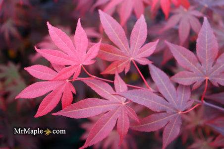 Buy Acer palmatum 'Fireglow' Japanese Maple — Mr Maple │ Buy Japanese ...