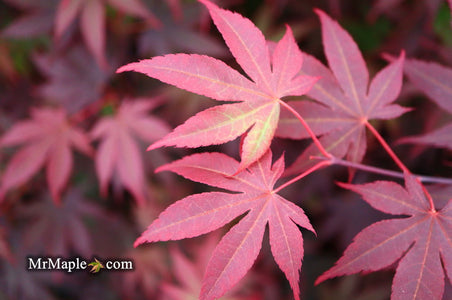 Buy Acer palmatum 'Fireglow' Japanese Maple — Mr Maple │ Buy Japanese ...