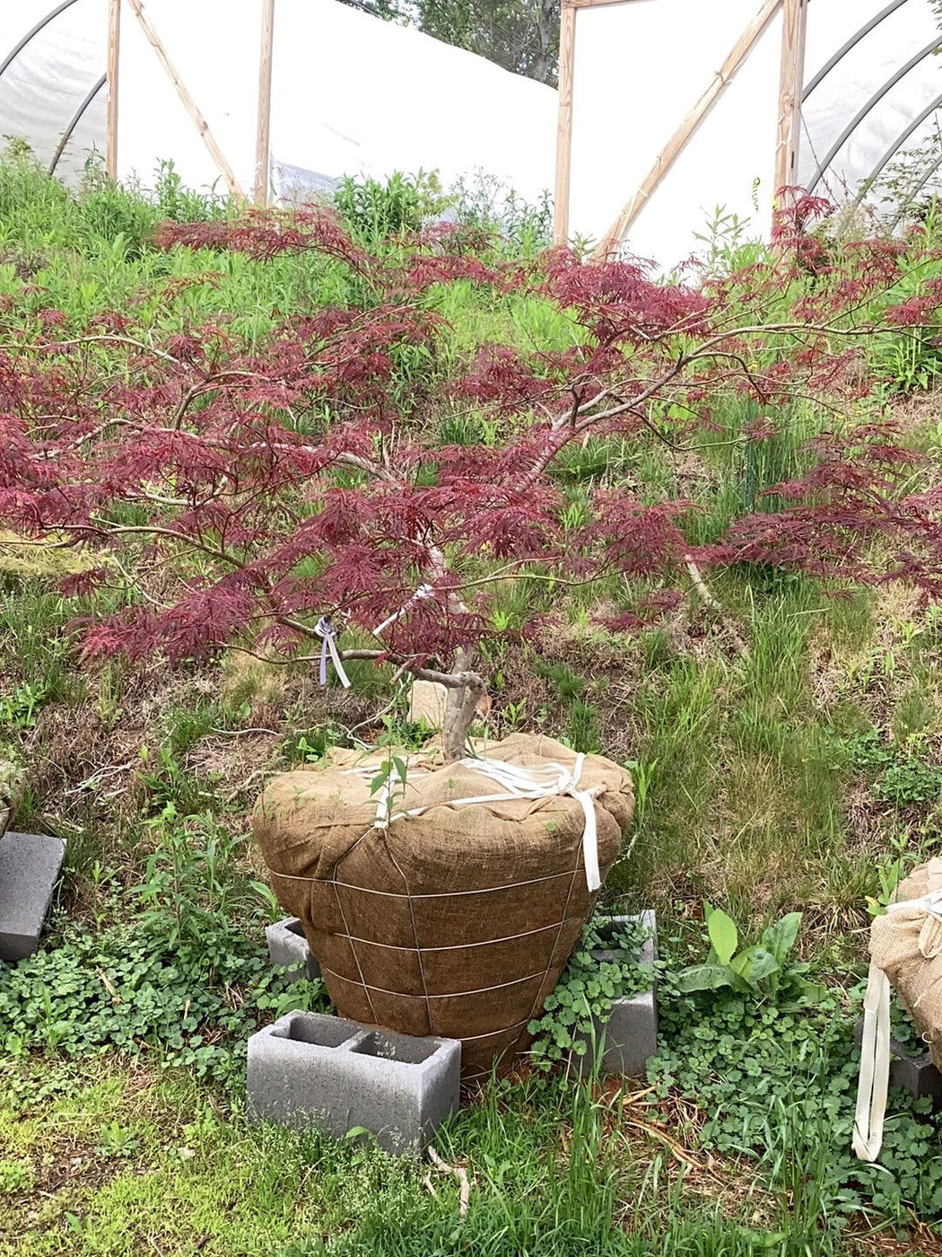 Buy Acer palmatum dissectum 'Garnet' Japanese Maple — Mr Maple │ Buy ...