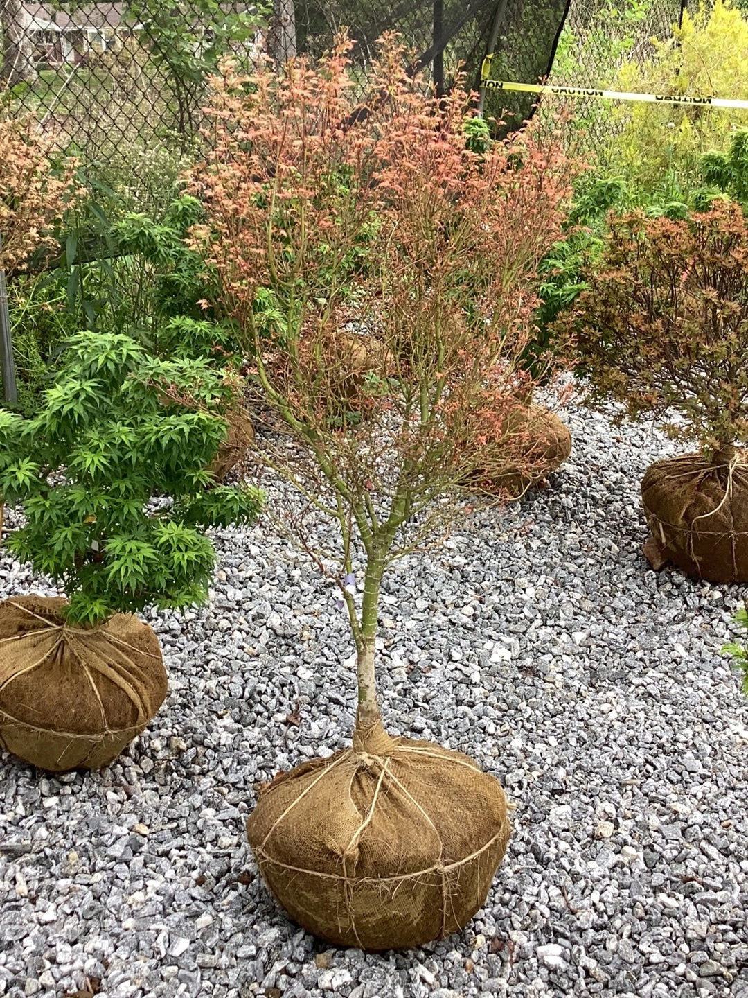 Buy Acer palmatum 'Hana fubuki' Variegated Japanese Maple — Mr Maple ...