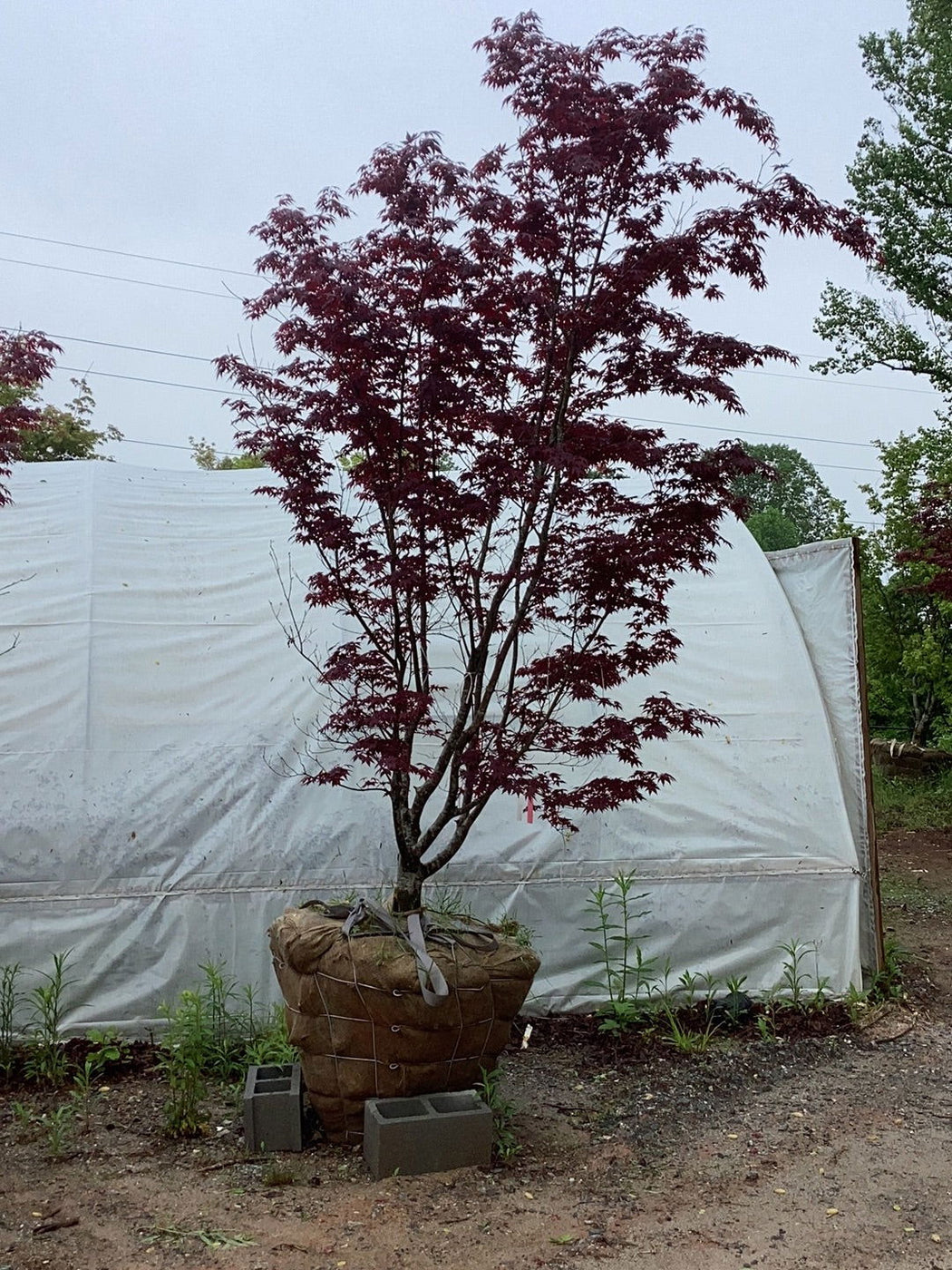 Buy Acer palmatum 'Hefner's Red' Japanese Maple — Mr Maple │ Buy ...