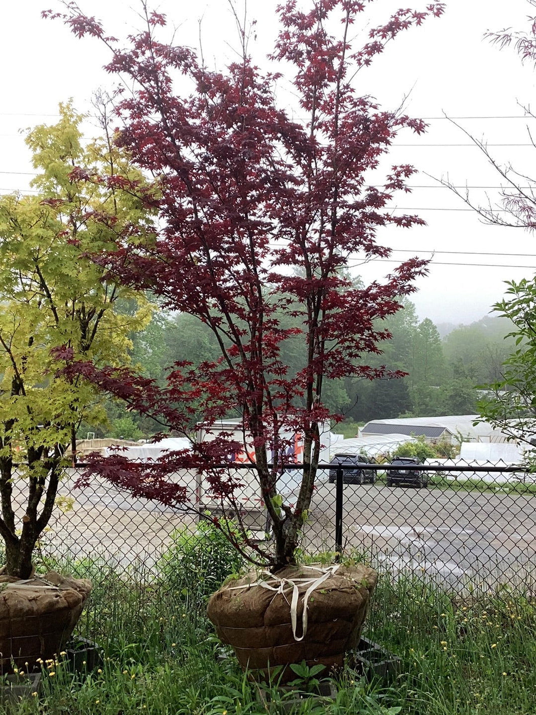 Buy Acer palmatum 'Hefner's Red' Japanese Maple — Mr Maple │ Buy ...