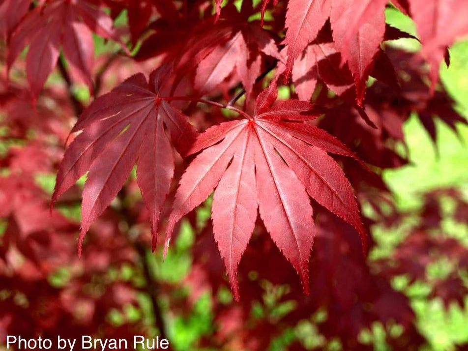 Buy Acer palmatum 'Hefner's Red' Japanese Maple — Mr Maple │ Buy ...