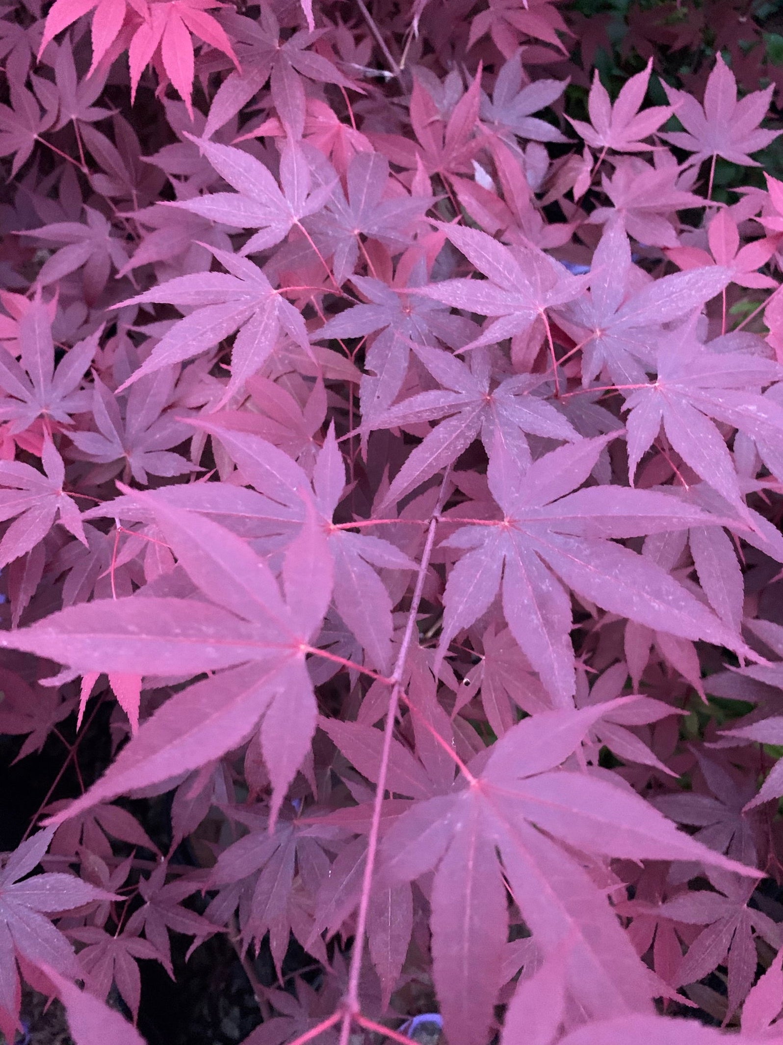 Buy Acer palmatum 'Hefner's Red' Japanese Maple — Mr Maple │ Buy ...