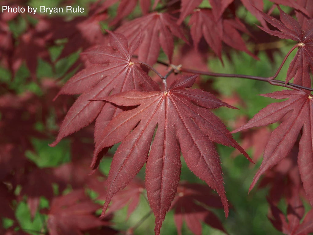 Local Pickup — Mr Maple │ Buy Japanese Maple Trees