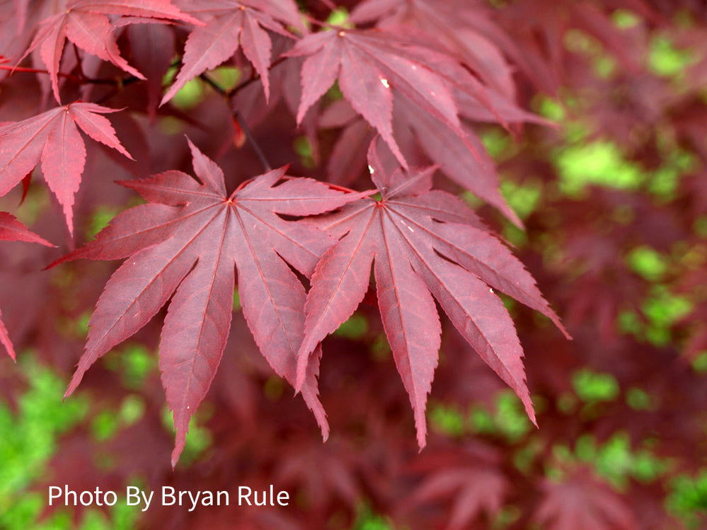 Buy Acer palmatum 'Hefner's Red' Japanese Maple — Mr Maple │ Buy ...