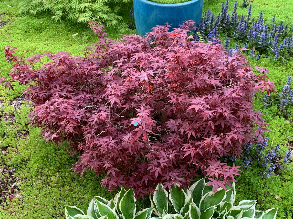 Buy Acer palmatum 'Hime shojo' Dwarf Red Japanese Maple — Mr Maple ...