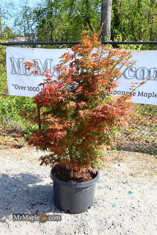 Buy Acer palmatum 'Jerre Schwartz' Dwarf Japanese Maple — Mr Maple ...