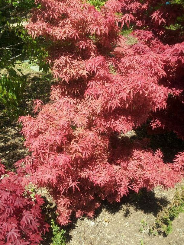 Buy Acer palmatum 'Jerre Schwartz' Dwarf Japanese Maple — Mr Maple ...