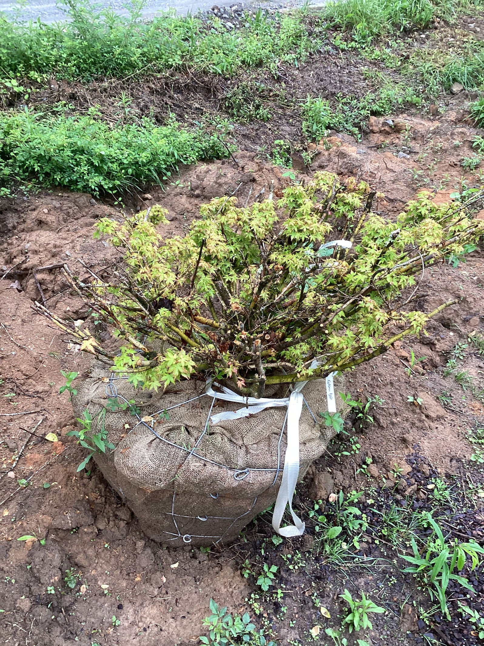 Buy Acer palmatum 'Kashima' Dwarf Japanese Maple — Mr Maple │ Buy ...