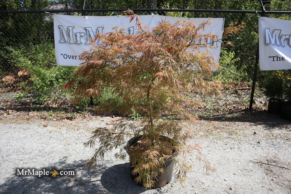FOR PICKUP ONLY | Acer palmatum 'Kim' Japanese Maple | DOES NOT SHIP ...