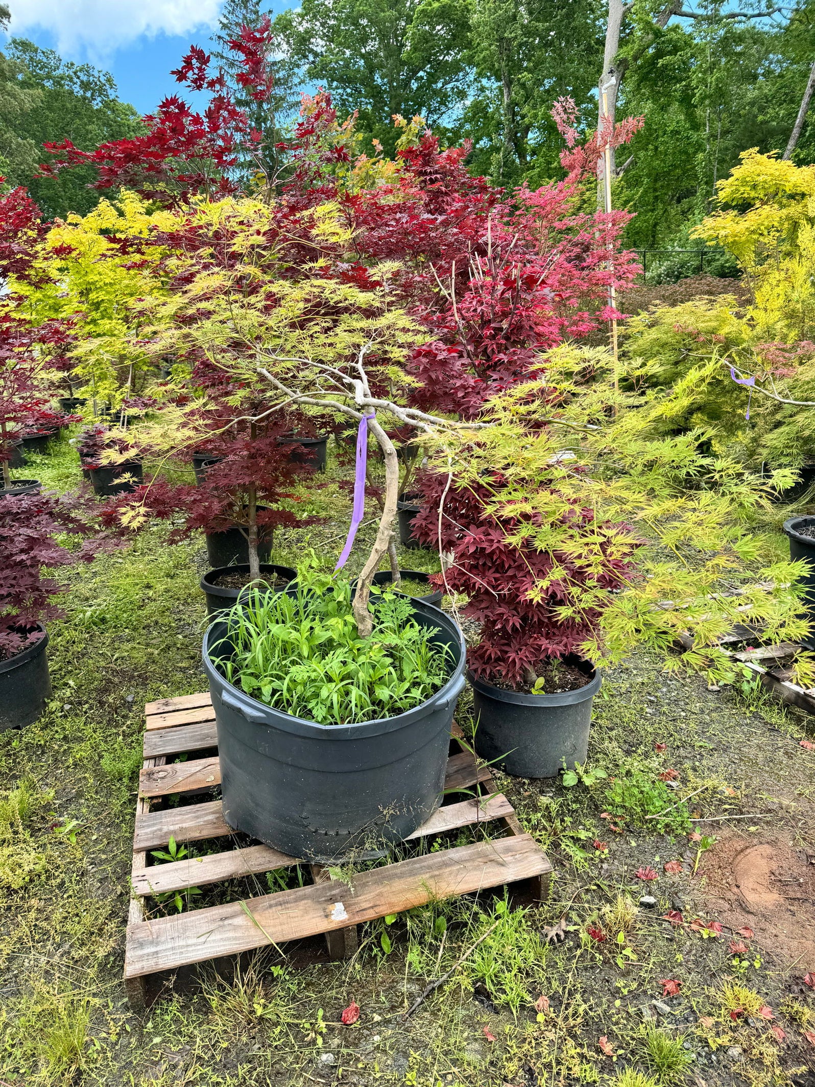 Buy Acer palmatum dissectum 'Kiri nishiki' Weeping Japanese Maple — Mr ...
