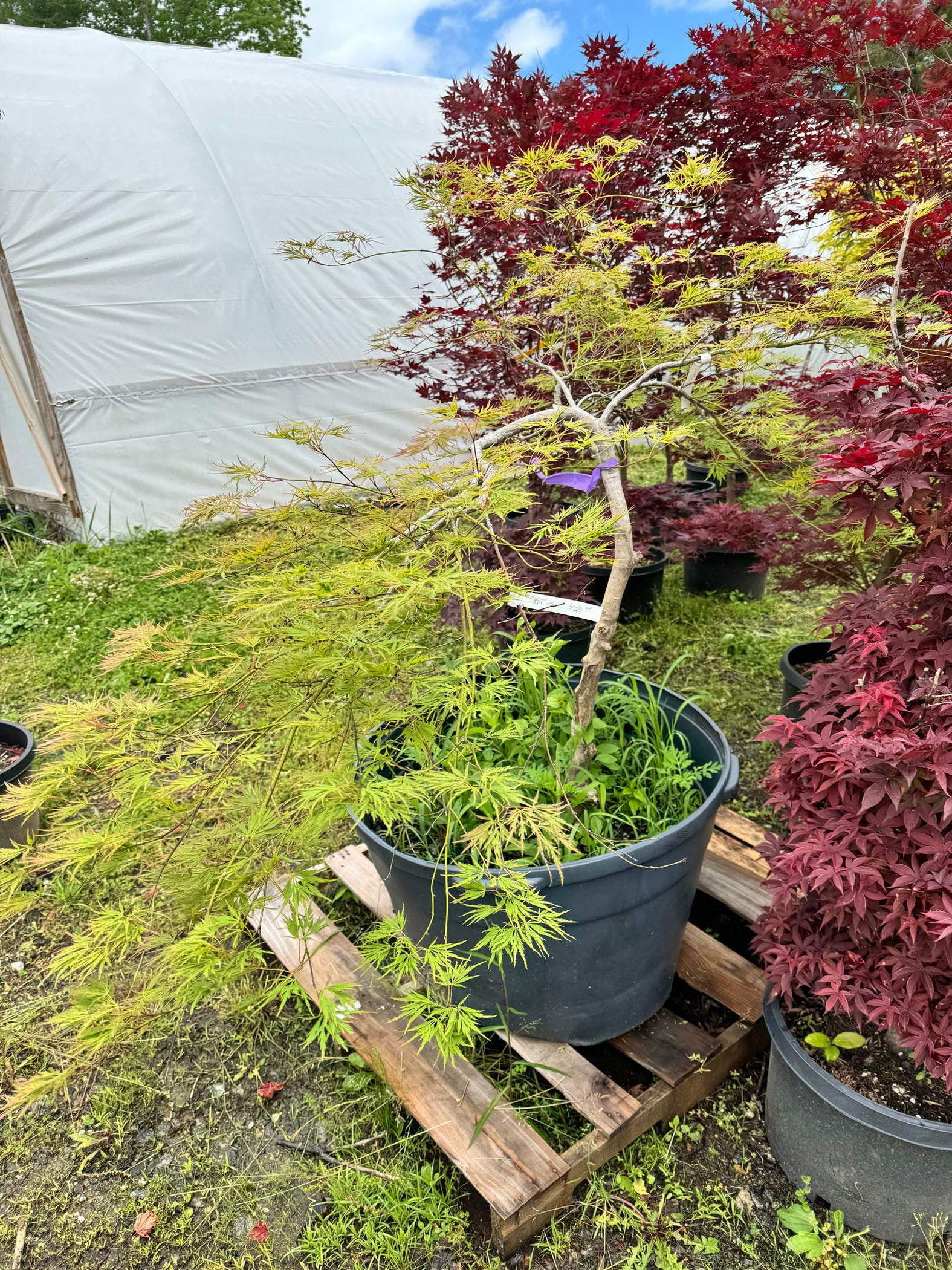 Buy Acer palmatum dissectum 'Kiri nishiki' Weeping Japanese Maple — Mr ...