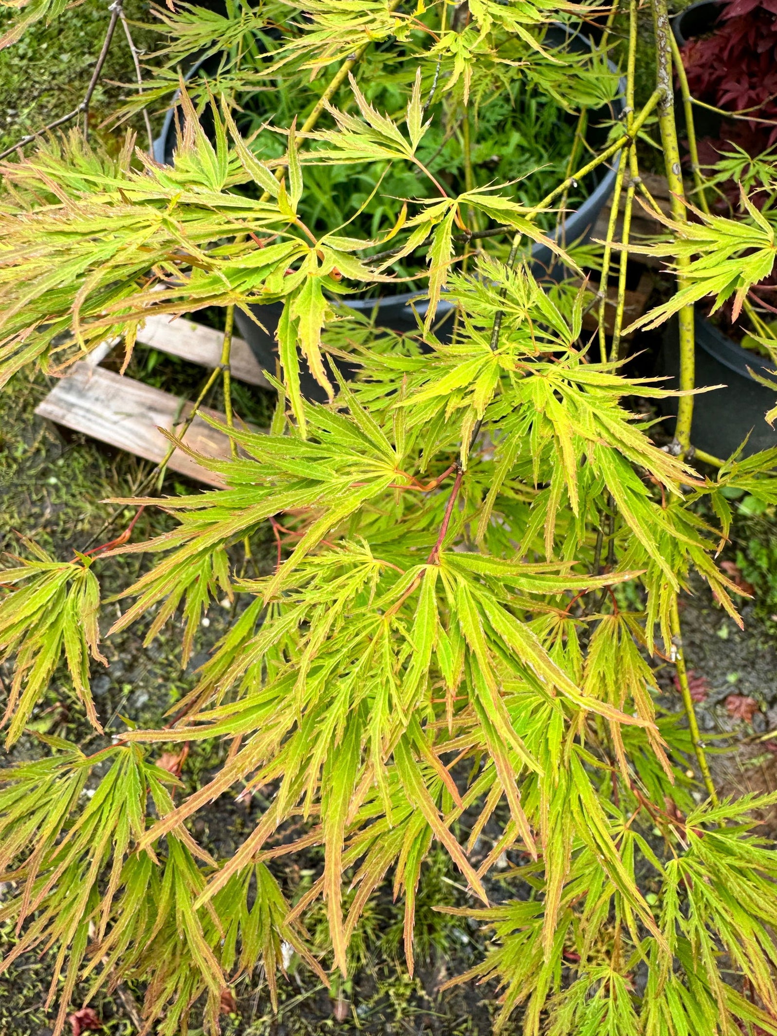 Buy Acer palmatum dissectum 'Kiri nishiki' Weeping Japanese Maple — Mr ...