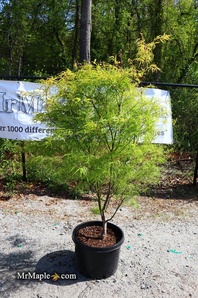 Buy Acer palmatum 'Koto-no-ito' Japanese Maple — Mr Maple │ Buy ...