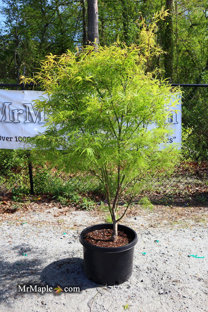 Buy Acer palmatum 'Koto-no-ito' Japanese Maple — Mr Maple │ Buy ...