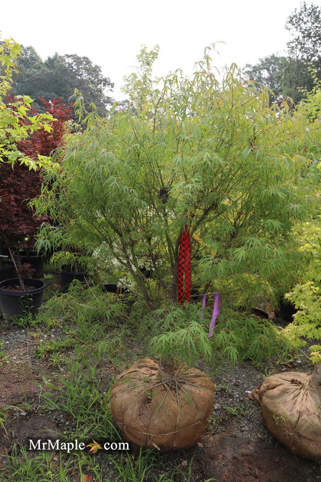 Buy Acer palmatum 'Koto-no-ito' Japanese Maple — Mr Maple │ Buy ...