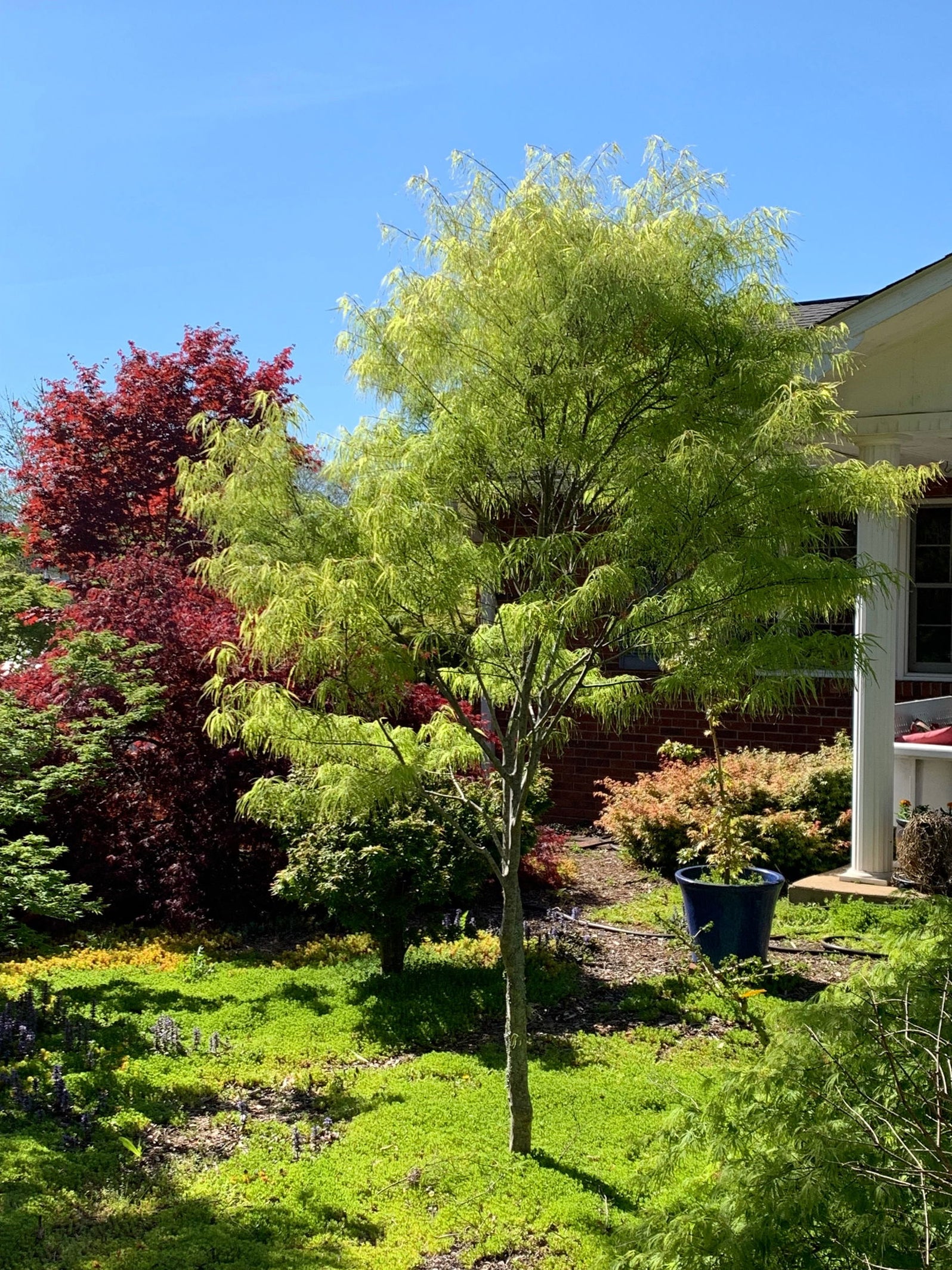 Buy Acer palmatum 'Koto-no-ito' Japanese Maple — Mr Maple │ Buy ...