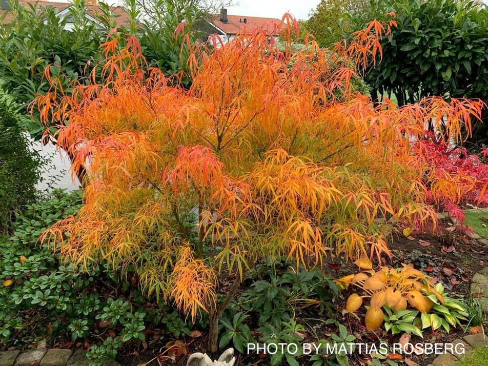 Buy Acer palmatum 'Koto-no-ito' Japanese Maple — Mr Maple │ Buy ...