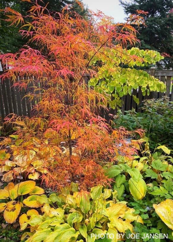 Buy Acer palmatum 'Koto-no-ito' Japanese Maple — Mr Maple │ Buy ...