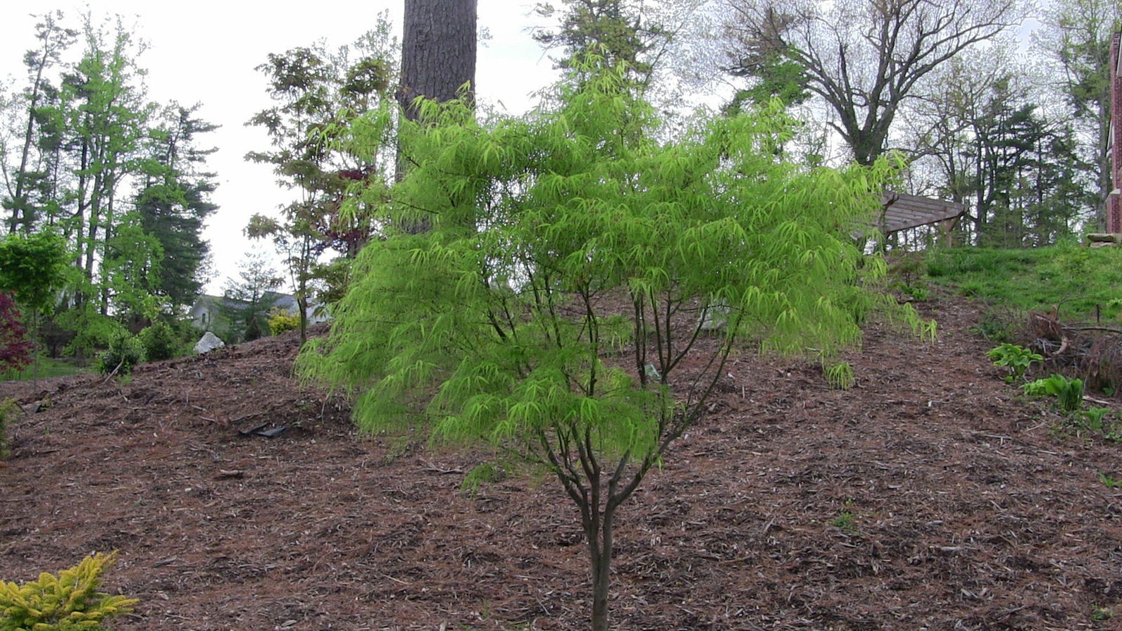 Buy Acer palmatum 'Koto-no-ito' Japanese Maple — Mr Maple │ Buy ...