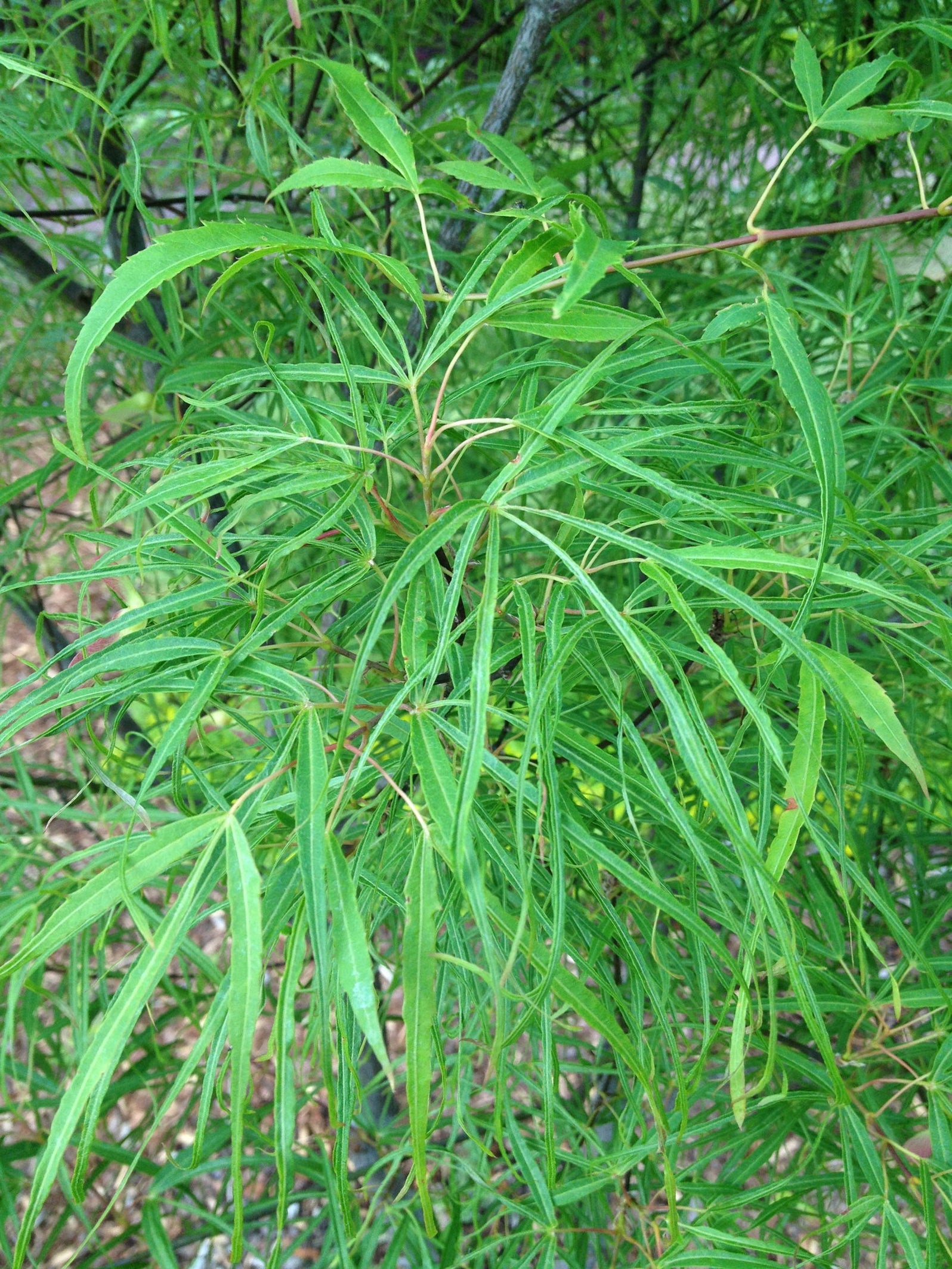 Buy Acer palmatum 'Koto-no-ito' Japanese Maple — Mr Maple │ Buy ...