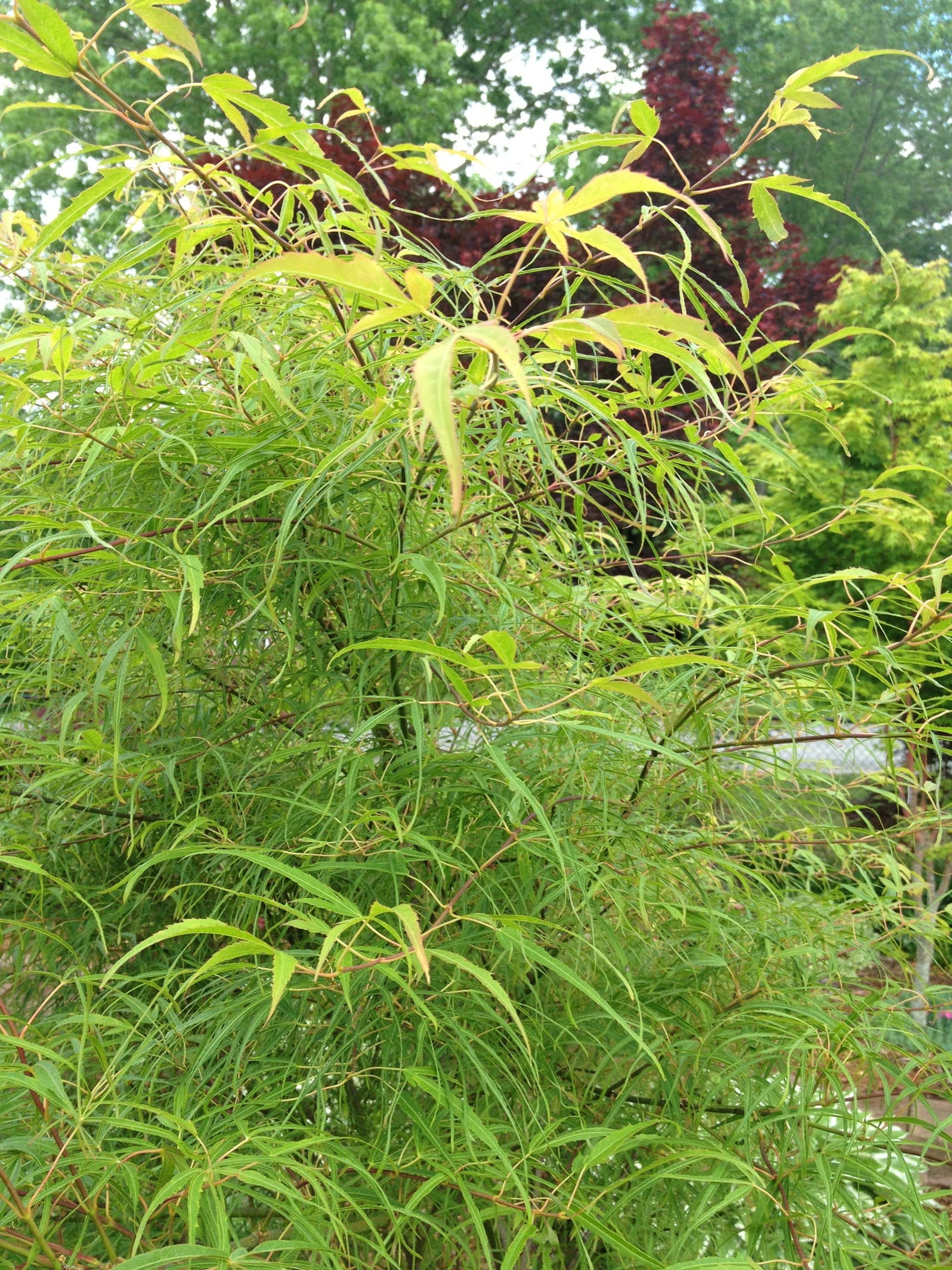 Buy Acer palmatum 'Koto-no-ito' Japanese Maple — Mr Maple │ Buy ...