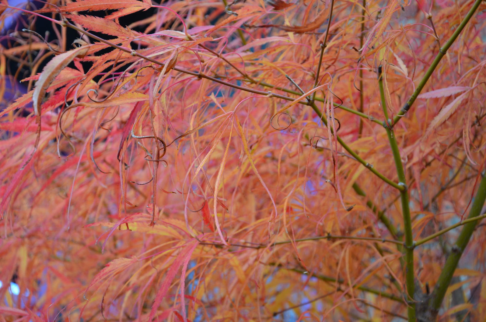 Buy Acer palmatum 'Koto-no-ito' Japanese Maple — Mr Maple │ Buy ...