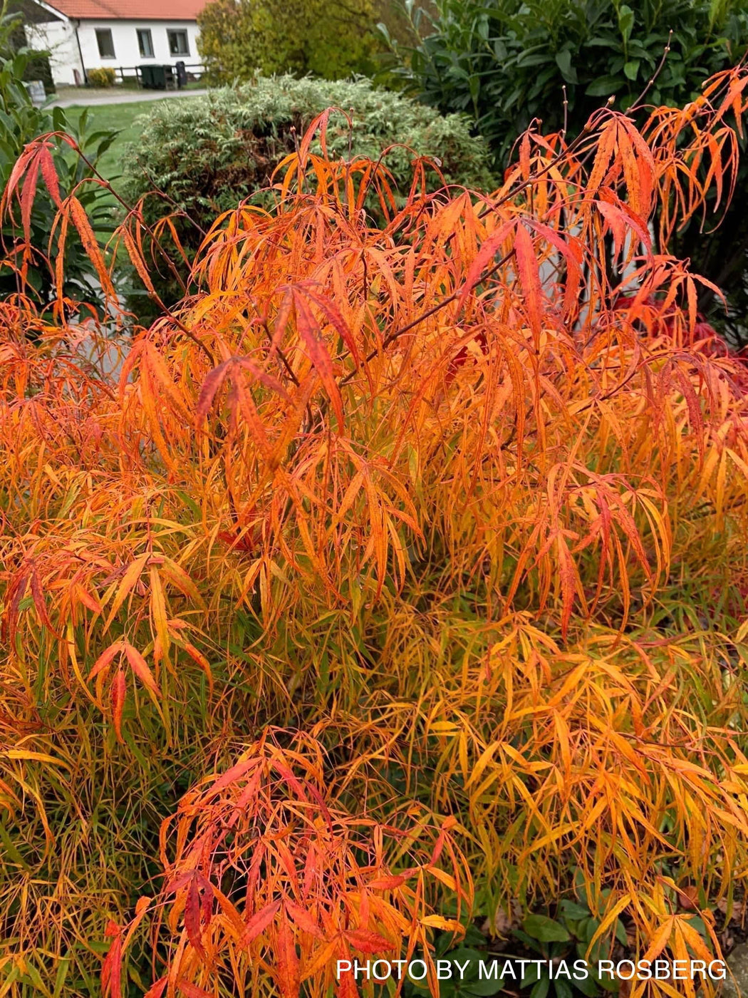 Buy Acer palmatum 'Koto-no-ito' Japanese Maple — Mr Maple │ Buy ...