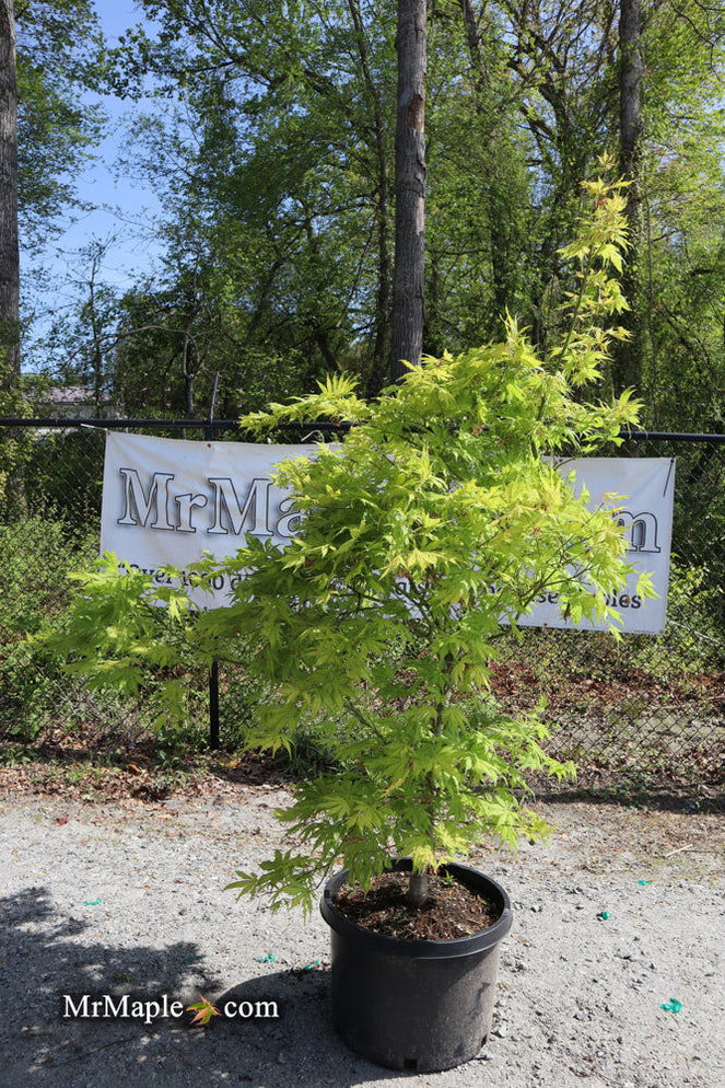 Buy Acer palmatum 'Koyuki' Japanese Maple — Mr Maple │ Buy Japanese ...