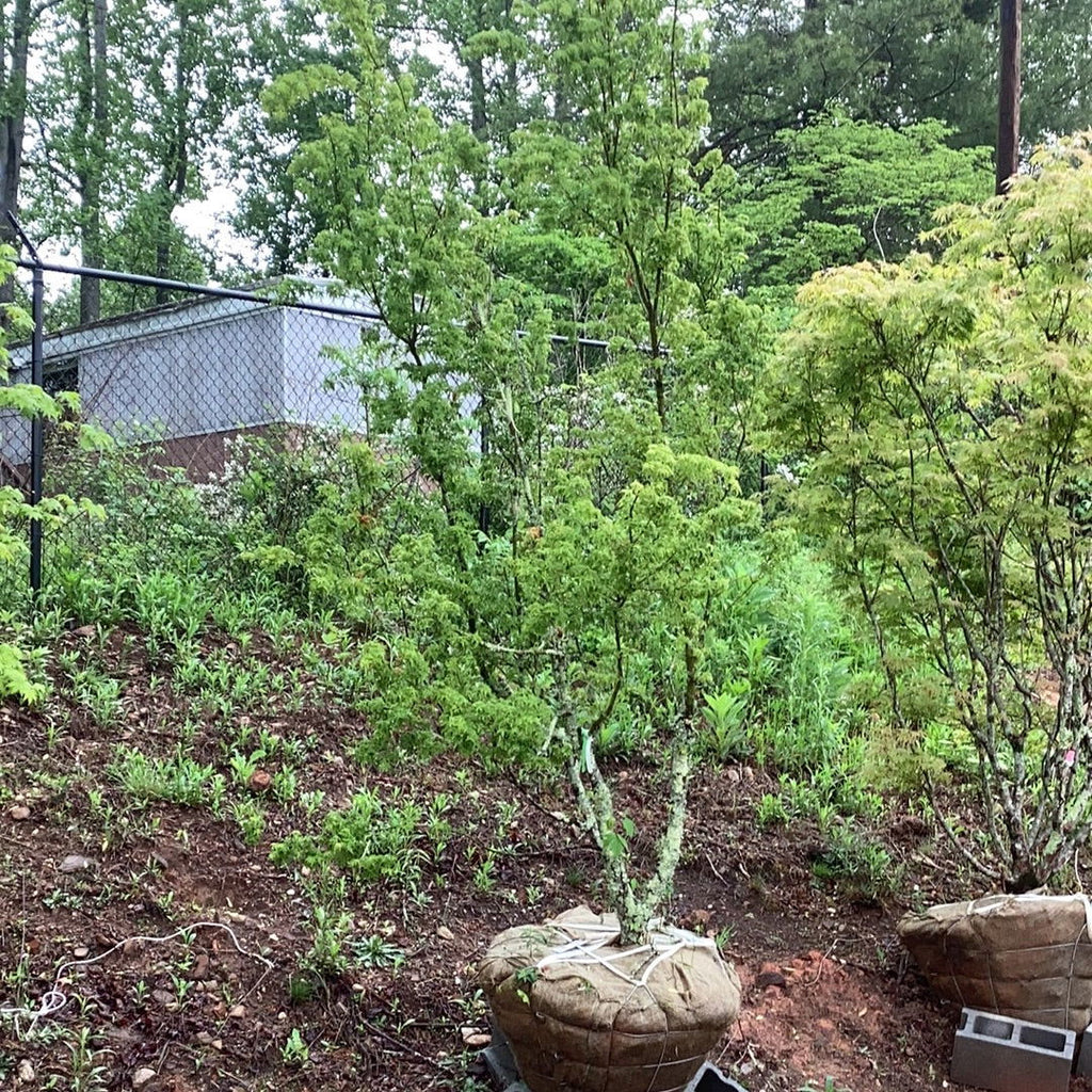 FOR PICKUP ONLY | Specimen Japanese Maples — Mr Maple │ Buy Japanese ...
