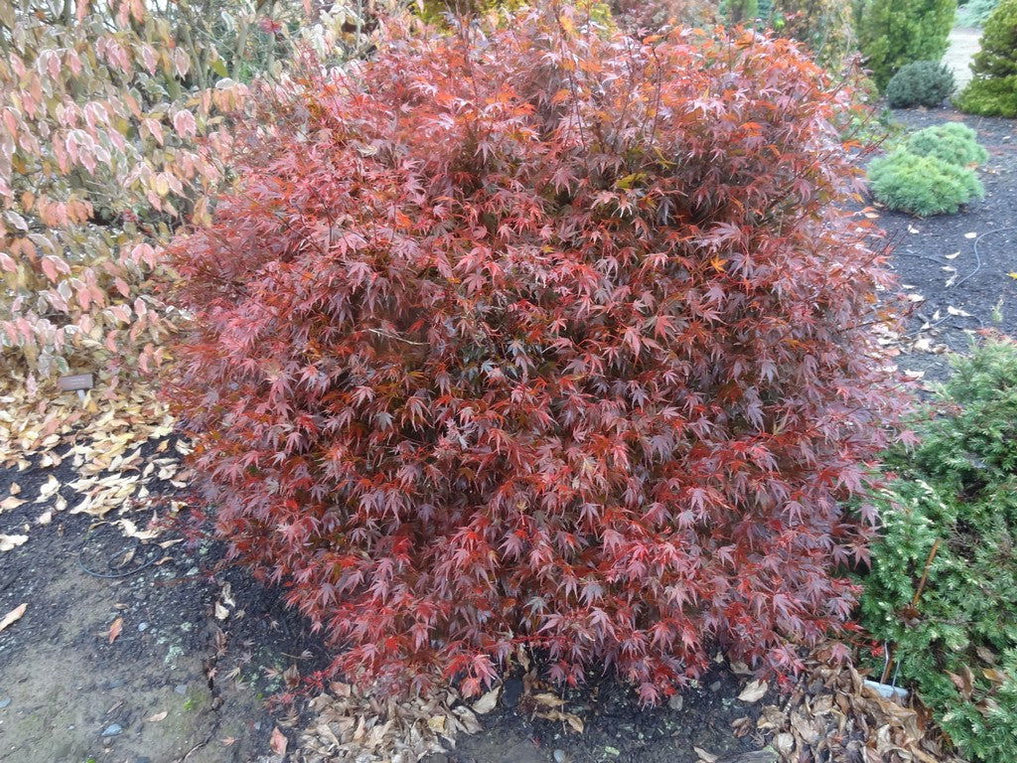 Buy Acer palmatum 'Kuro hime' Princess Japanese Maple — Mr Maple │ Buy ...